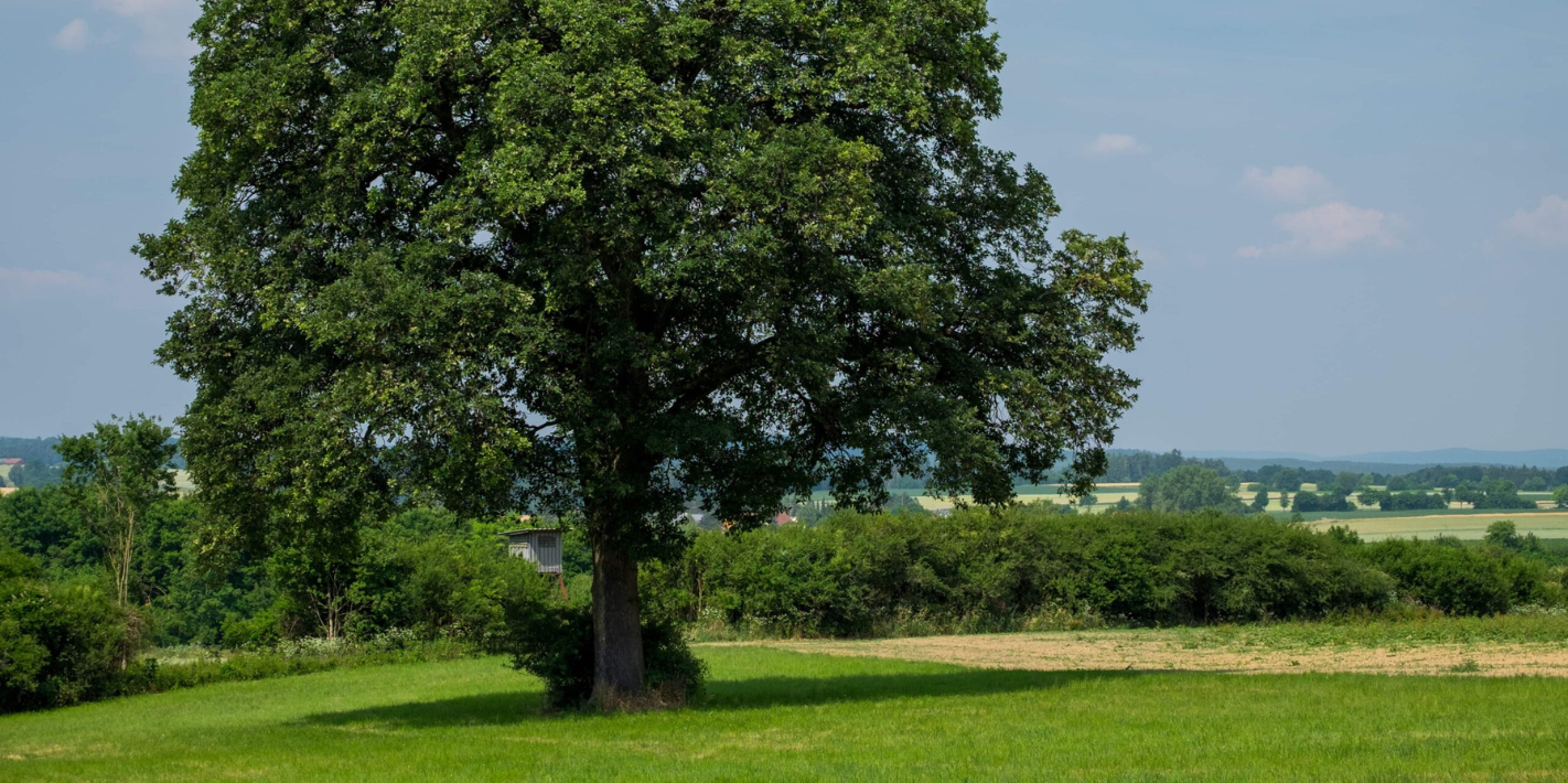 10 zajímavostí o dubu - Treesome